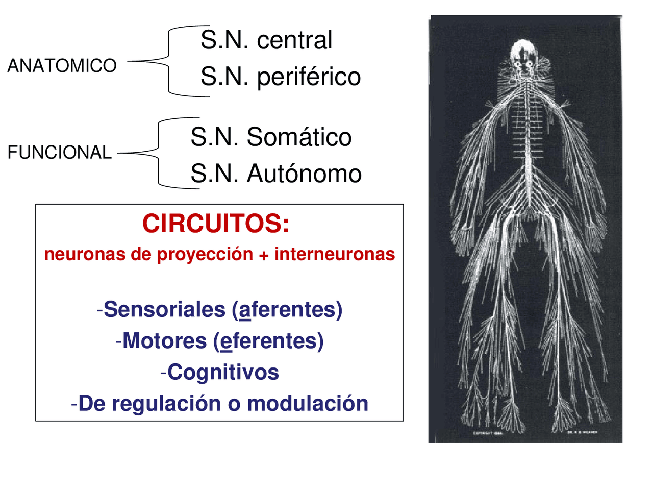 Neuronas de proyección e interneuronas - Apuntes de Neurociencia - Docsity