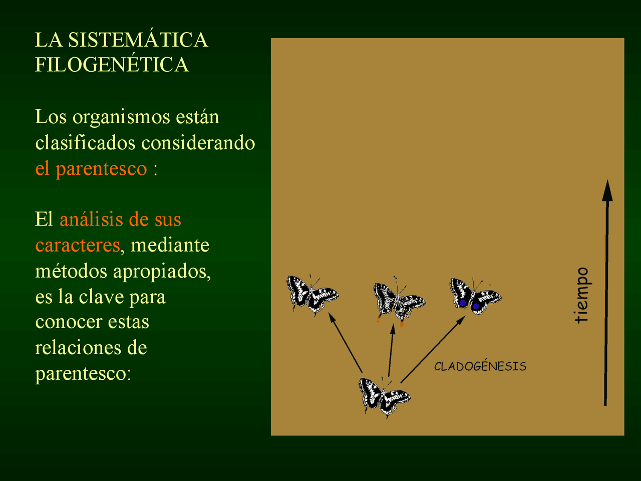 Filogenetica - Apuntes de Biología - Docsity