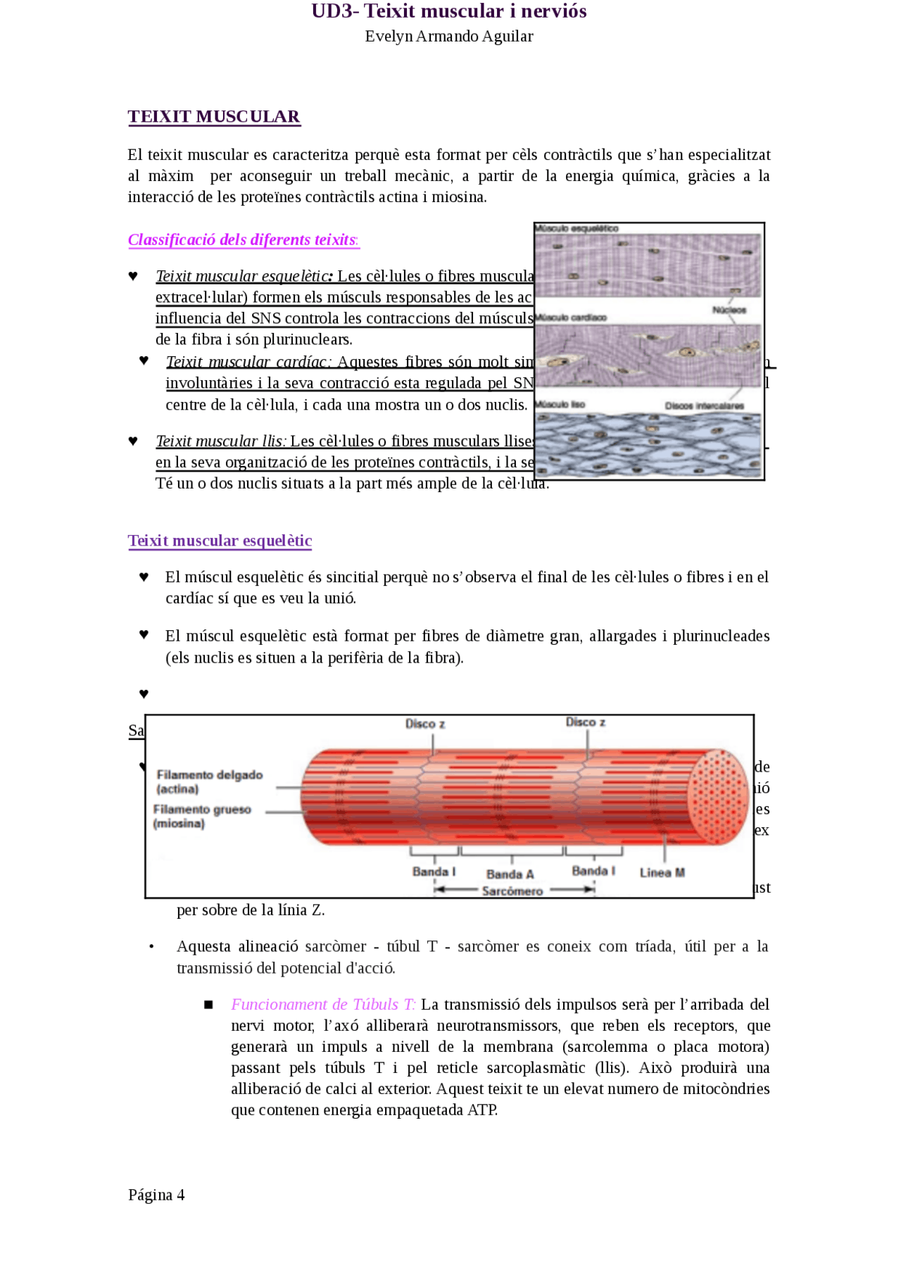 Teixit muscular i nerviós - Apuntes de Histología - Docsity