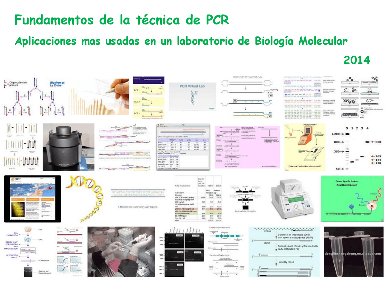 Fundamentos de la técnica de PCR: aplicaciones más usadas en un ...