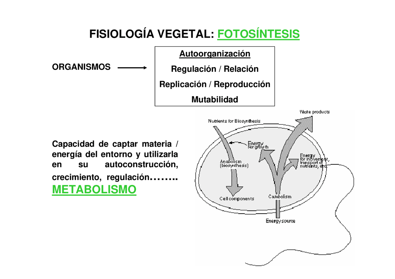Fisiología vegetal: fotosíntesis - Apuntes de Fisiología de las Plantas ...