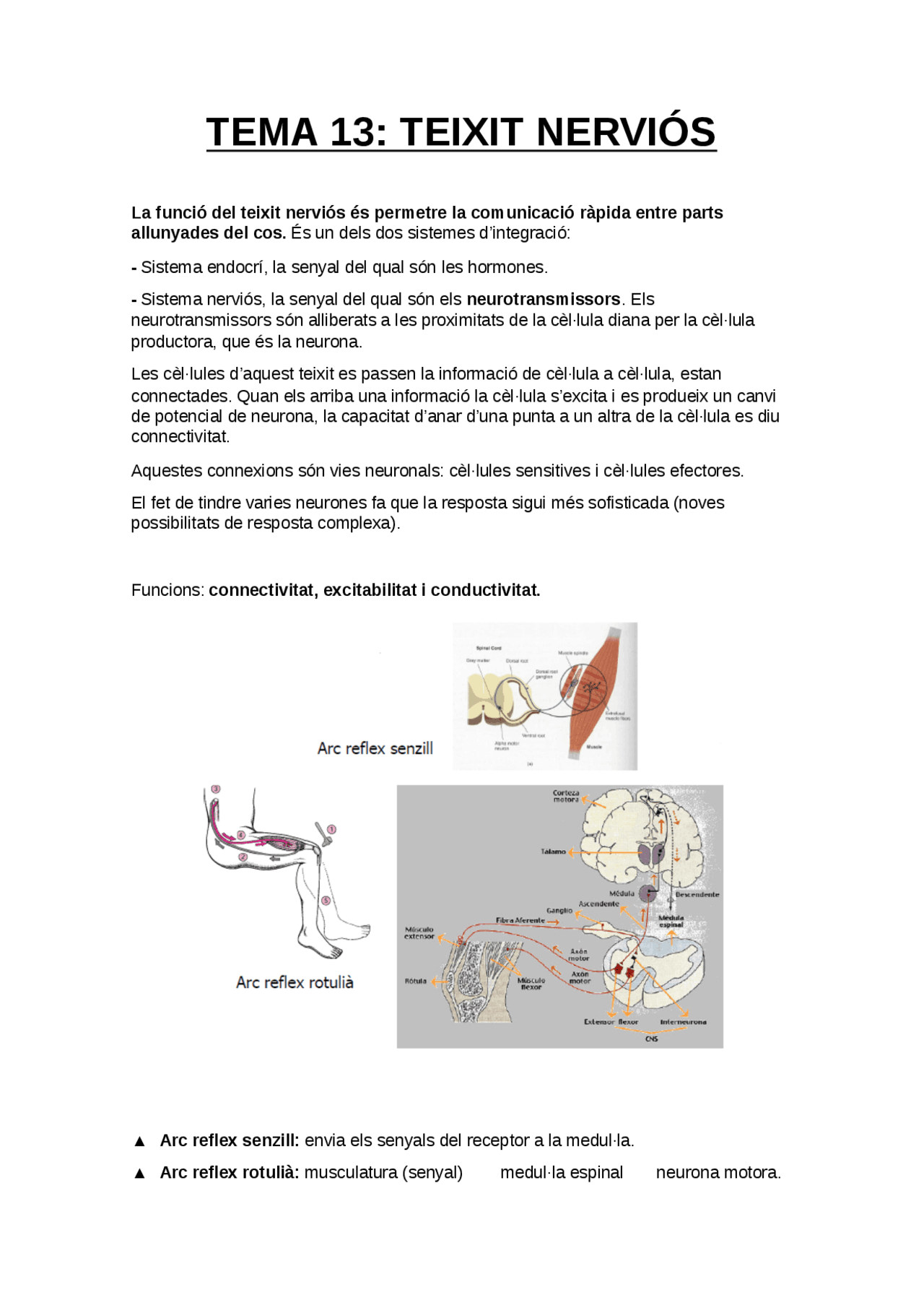 Teixit nerviós udg - Apuntes de Citología - Docsity