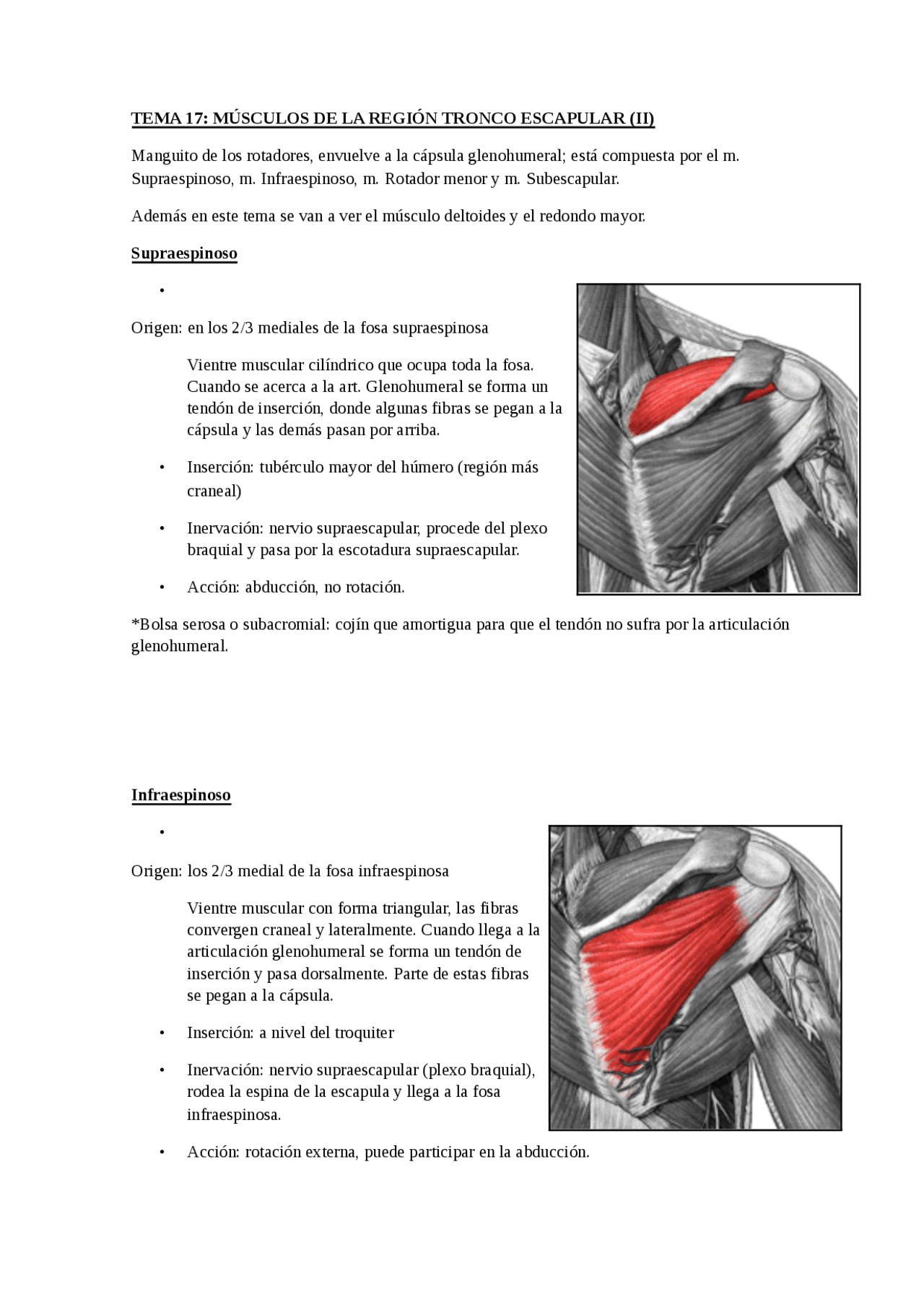 TEMA 17: MÚSCULOS DE LA REGIÓN TRONCO ESCAPULAR - Apuntes de Psicología ...