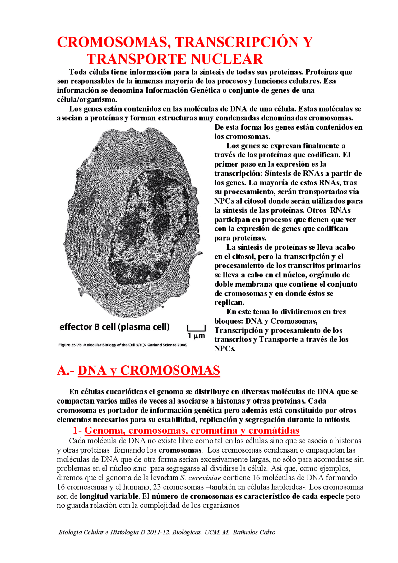 Cromosomas, transcripción y transporte nuclear - Apuntes de Biología ...