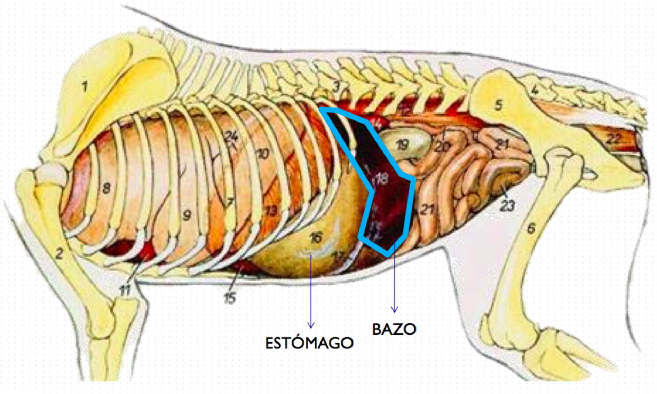 Situación anatómica del bazo - Apuntes de Anatomía | Docsity