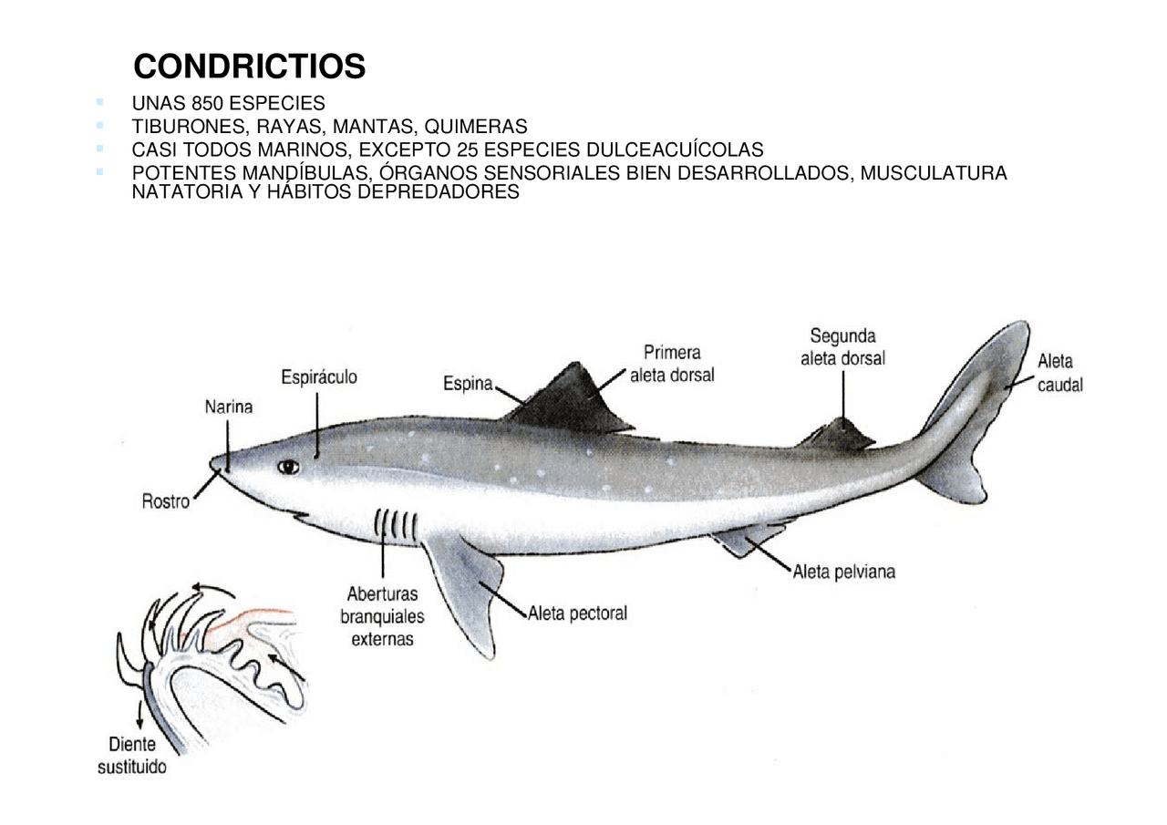 CONDRICTIOS - Apuntes de Zoología - Docsity