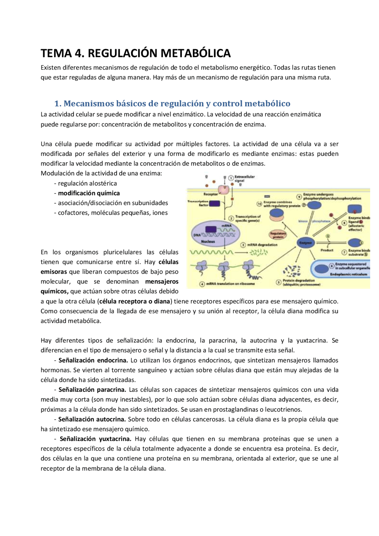 Regulacion metabolica - Apuntes de Bioquímica | Docsity