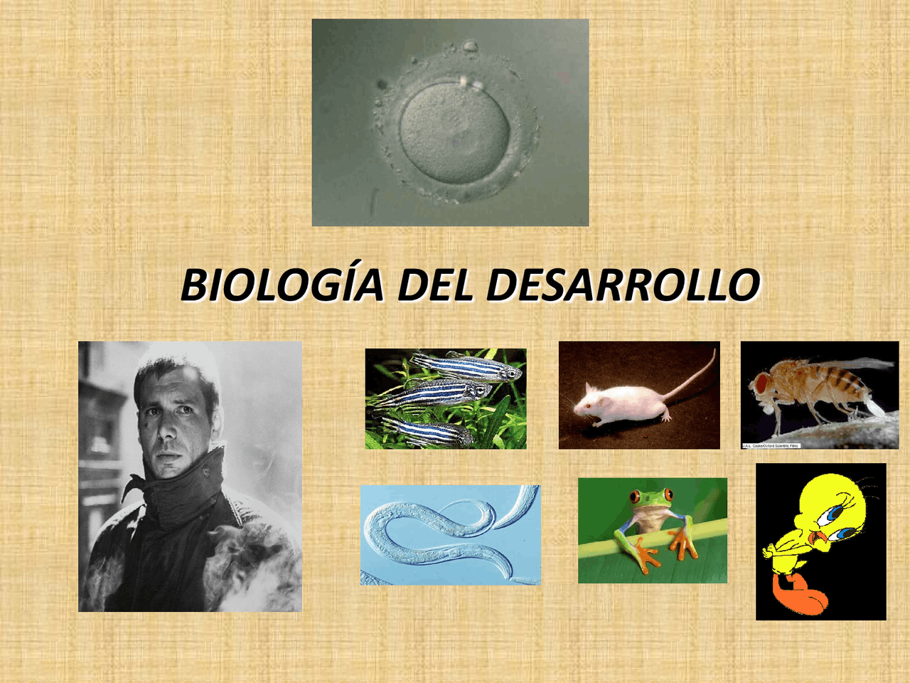 BIOLOGÍA DEL DESARROLLO El desarrollo sigue un programa propio de la ...