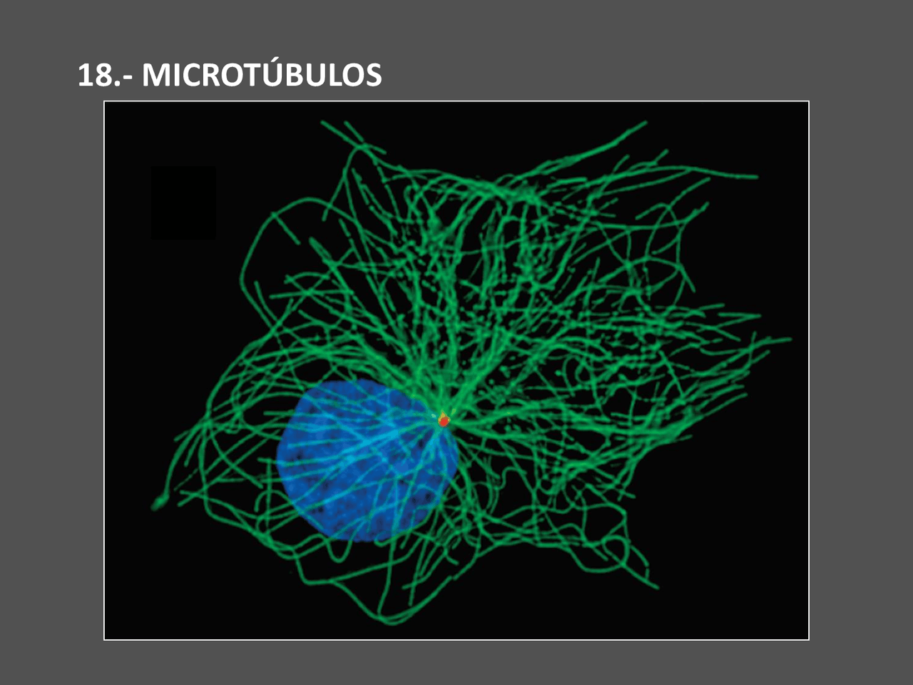 Microtubulos - Apuntes de Biología - Docsity