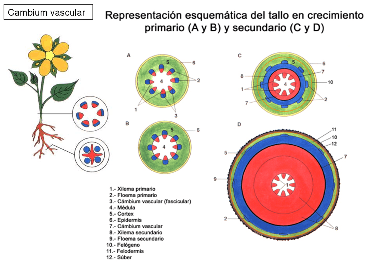 Tisular - Tema 1C - Apuntes de Biología - Docsity