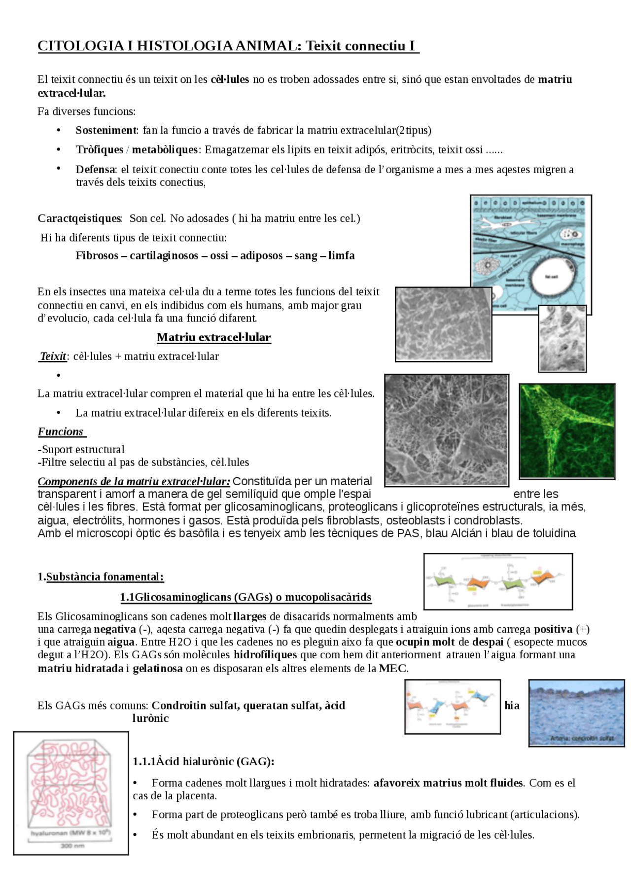 Teixit conectiu - Apuntes de Citología - Docsity