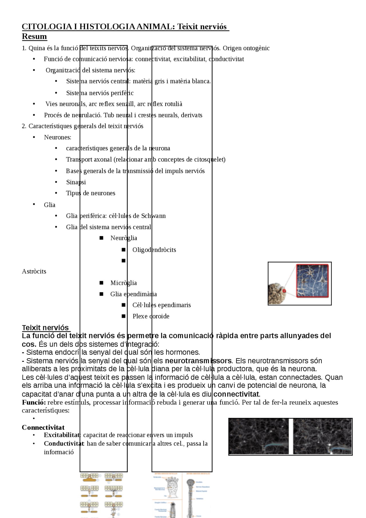 Teixit nervios - Apuntes de Citología - Docsity