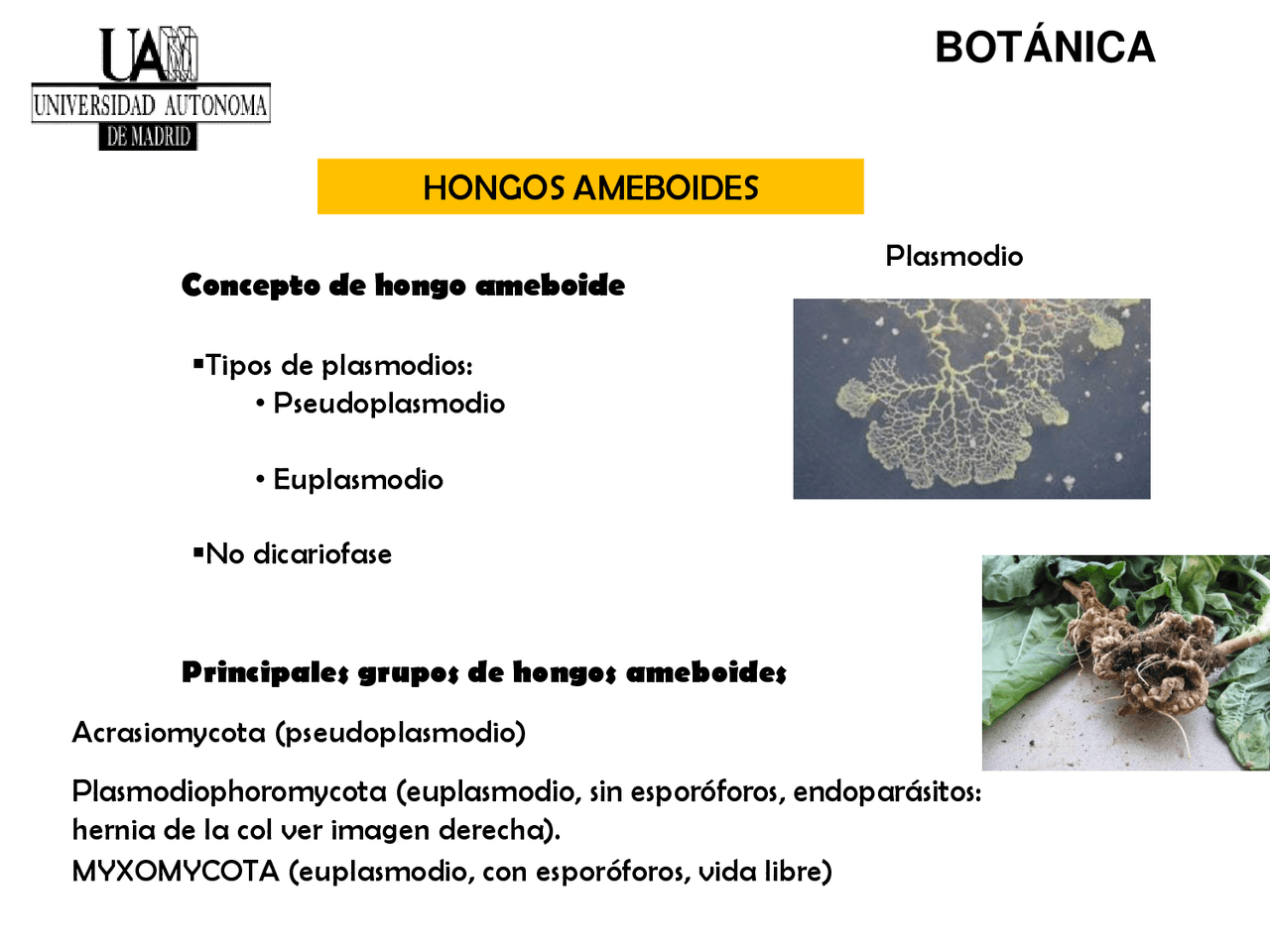 BOTÁNICA HONGOS AMEBOIDES - Apuntes de Botánica y Agronomía - Docsity