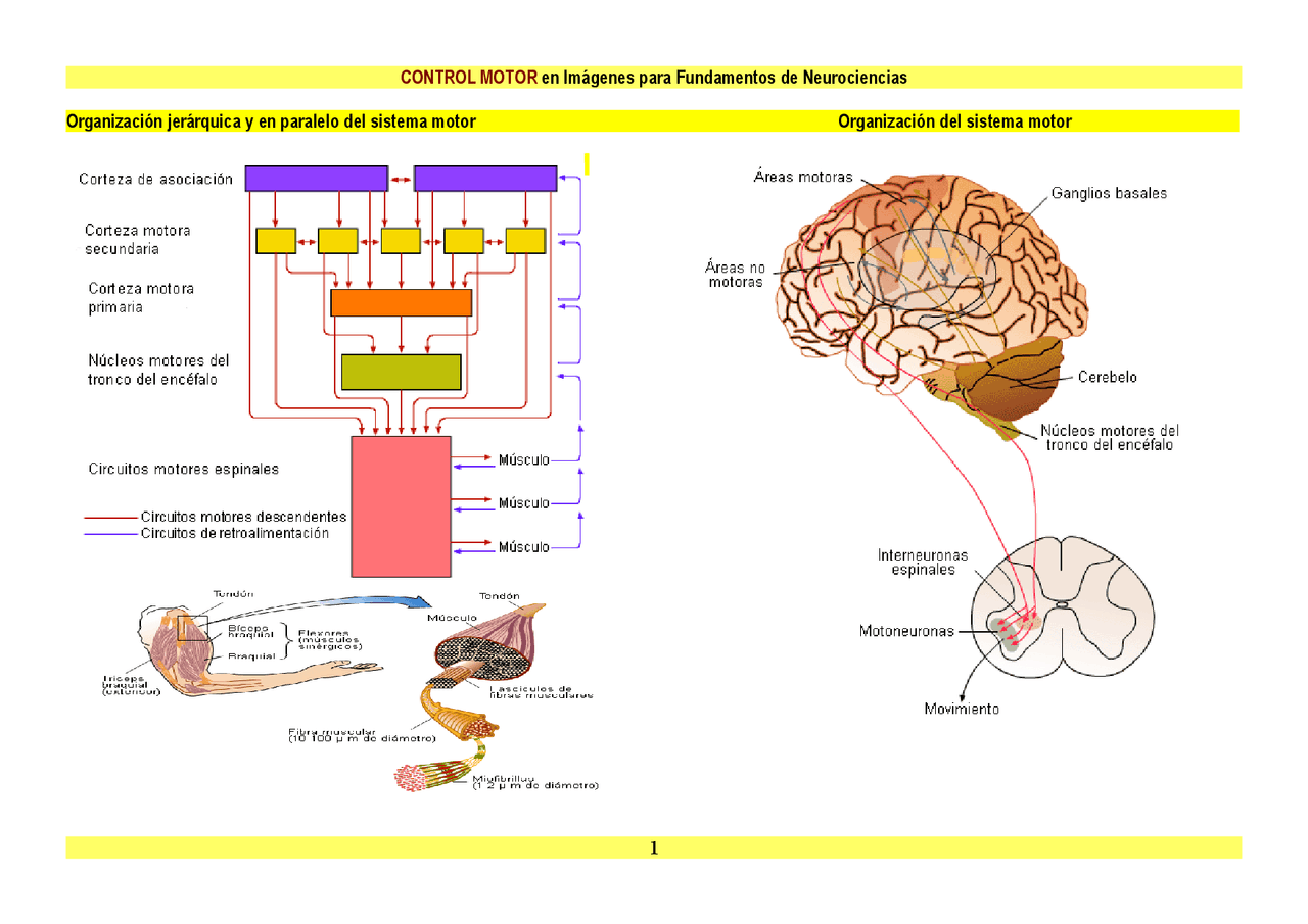 Control motor en imagenes - Apuntes de Psicología Fisiológica - Docsity