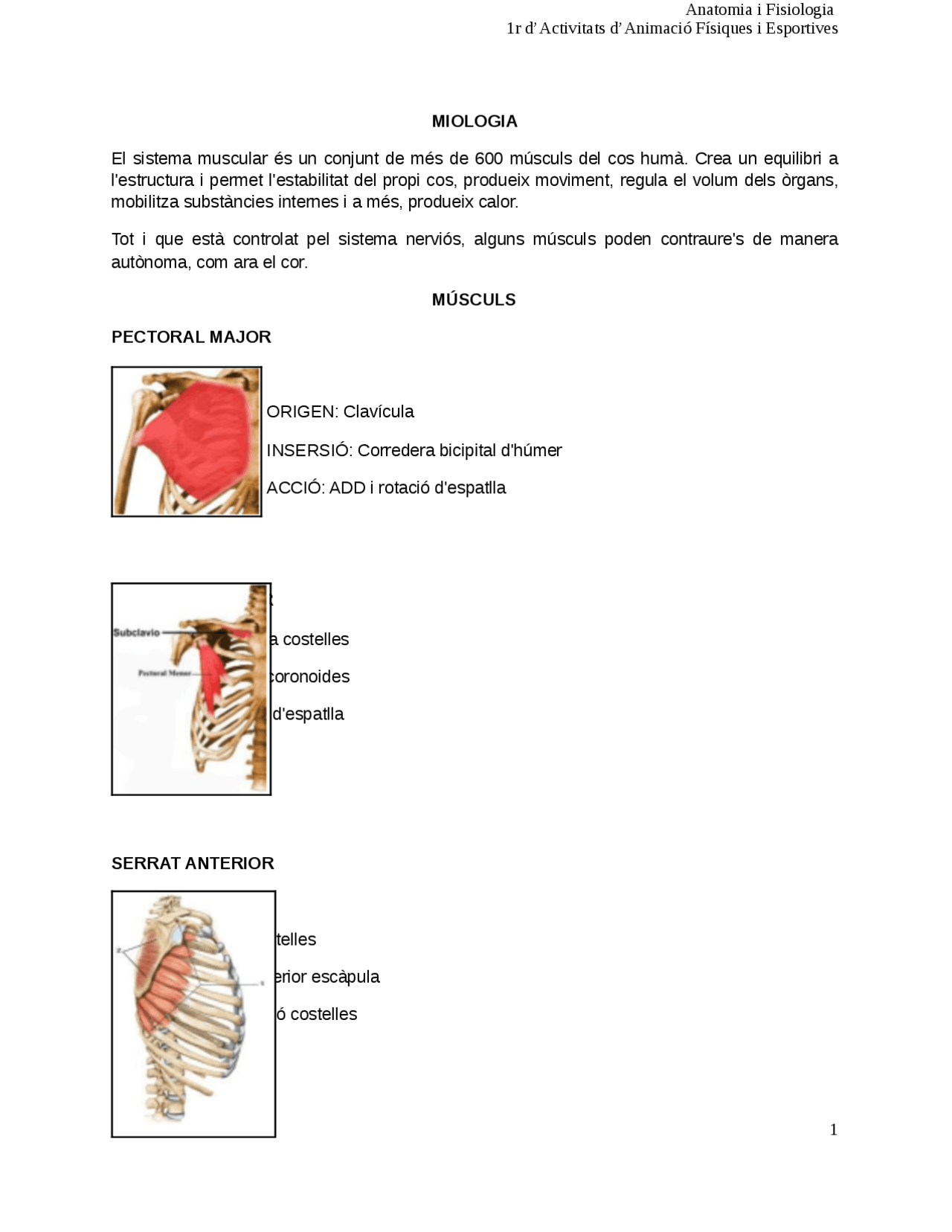 MIOLOGIA El sistema muscular és un conjunt de més de 600 músculs del ...