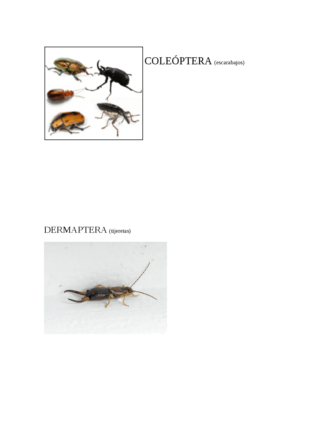 órdenes de insectos (fotos) - Apuntes de Botánica y Agronomía - Docsity