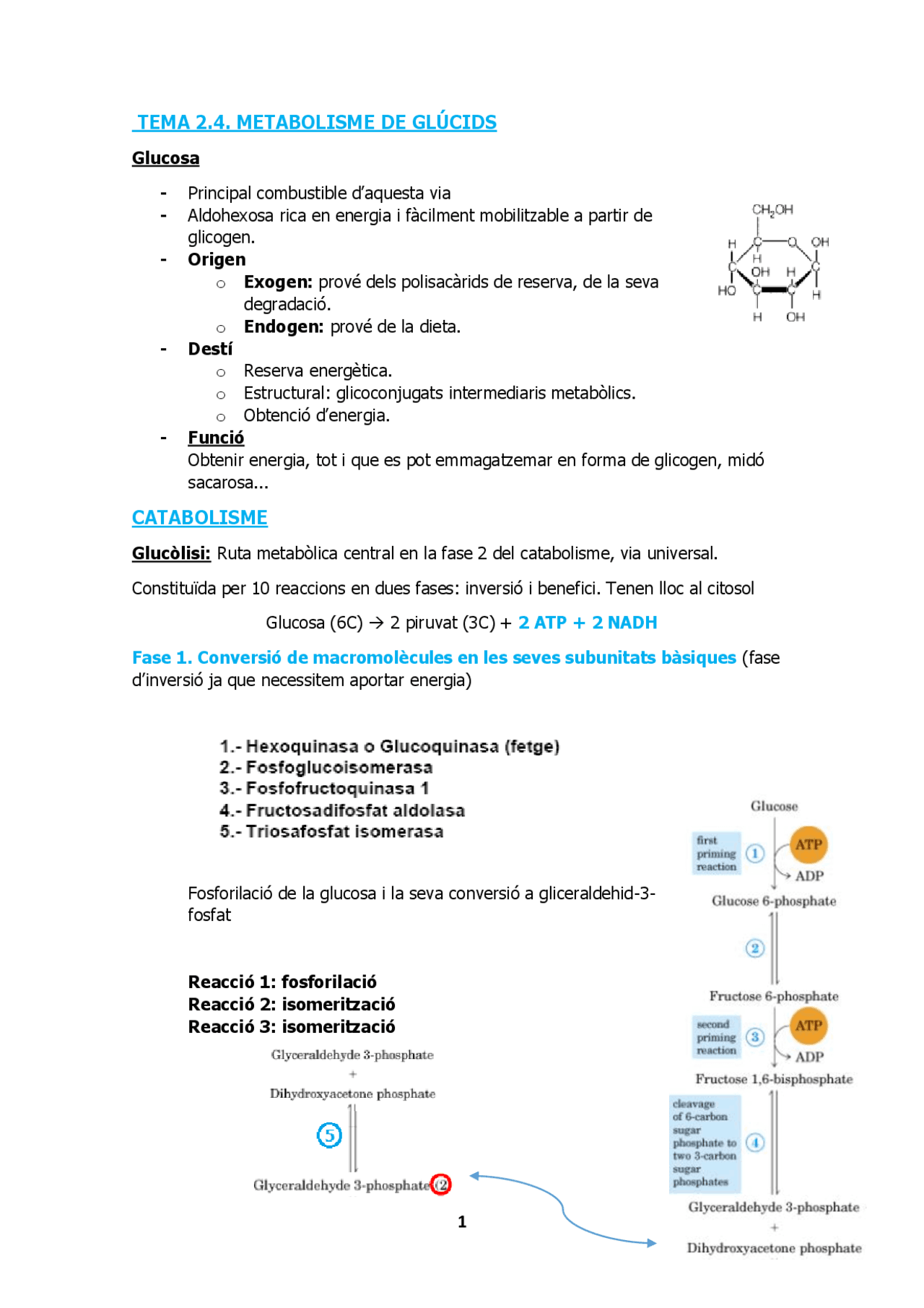 Bioquimica metabolisme i biologia molecular, final - Apuntes de ...