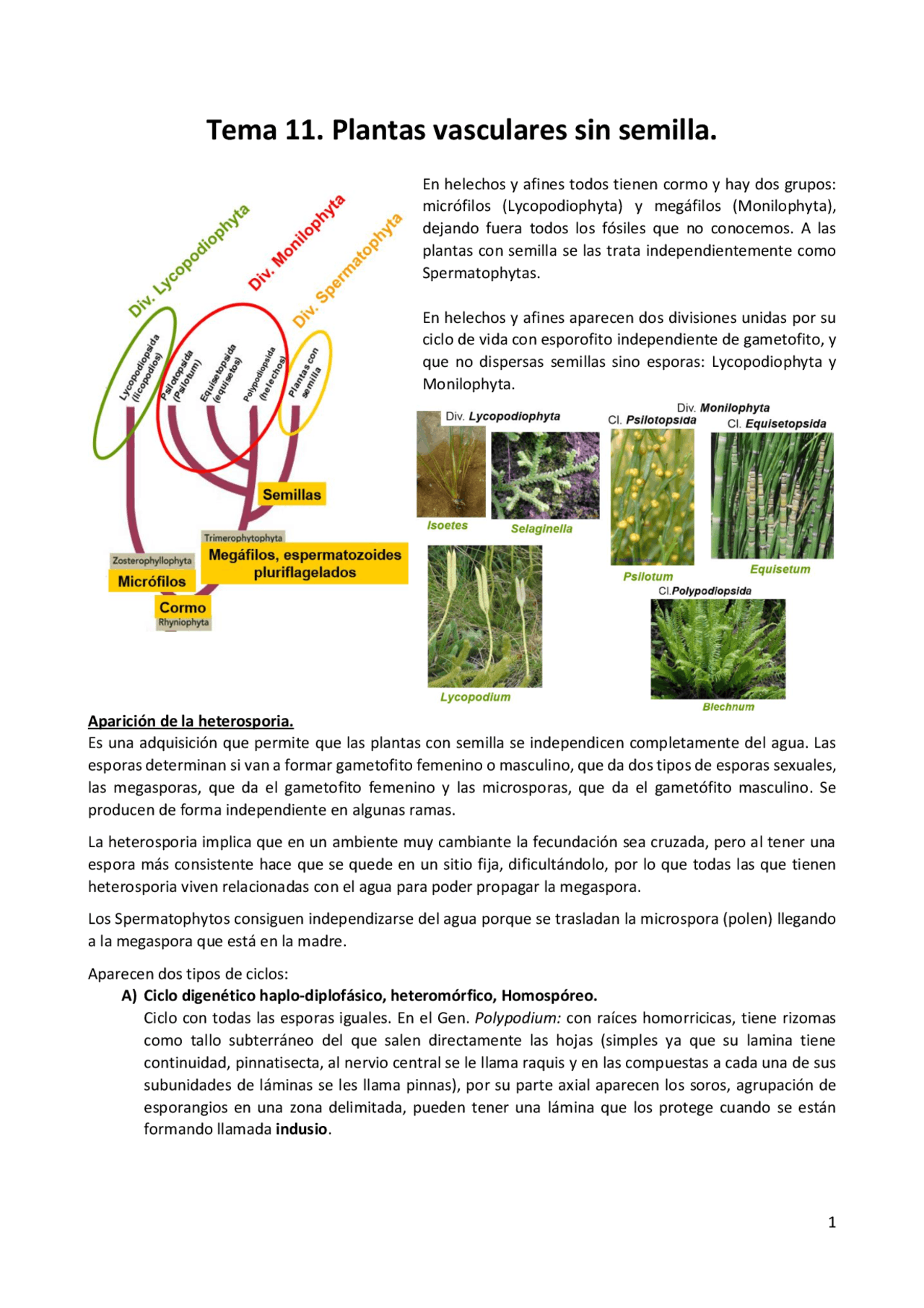 Plantas Vasculares Sin Semilla Apuntes De Botánica Y Agronomía Docsity 6898