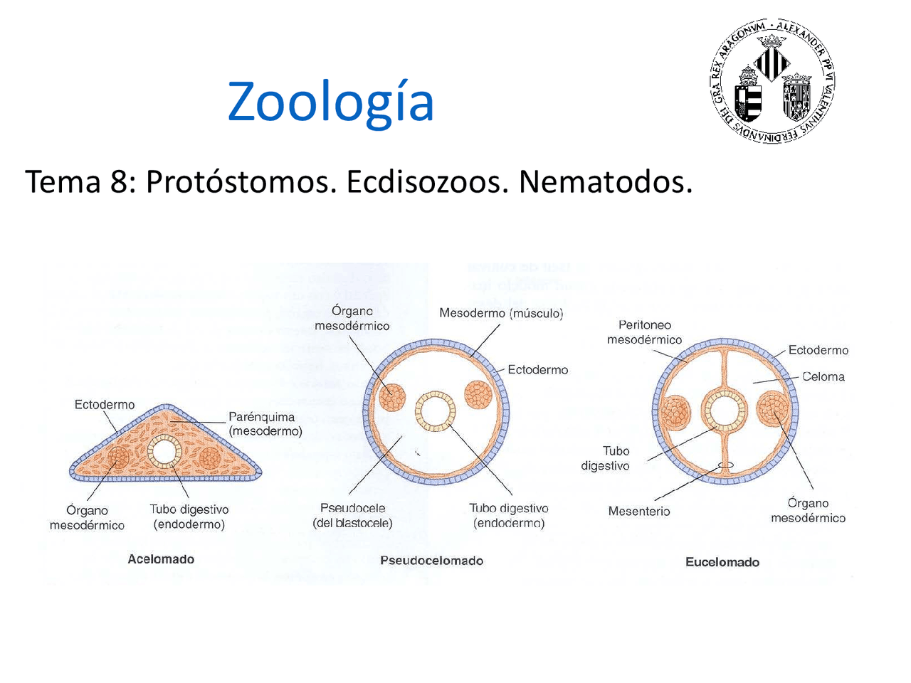 Zoología Tema 8: Protóstomos. Ecdisozoos. Nematodos - Apuntes de ...