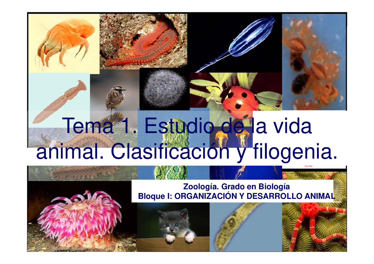 tema 1 zoologia diapositivas - Diapositivas de Zoología | Docsity