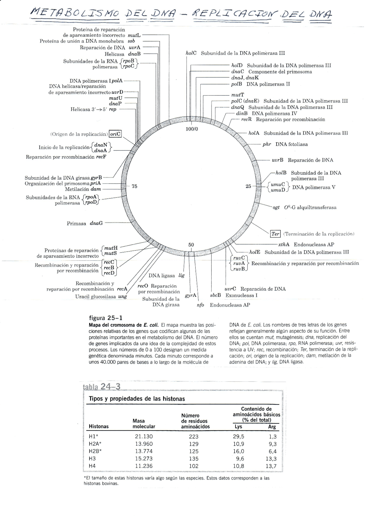 Metabolismo del ADN - Apuntes de Bioquímica - Docsity