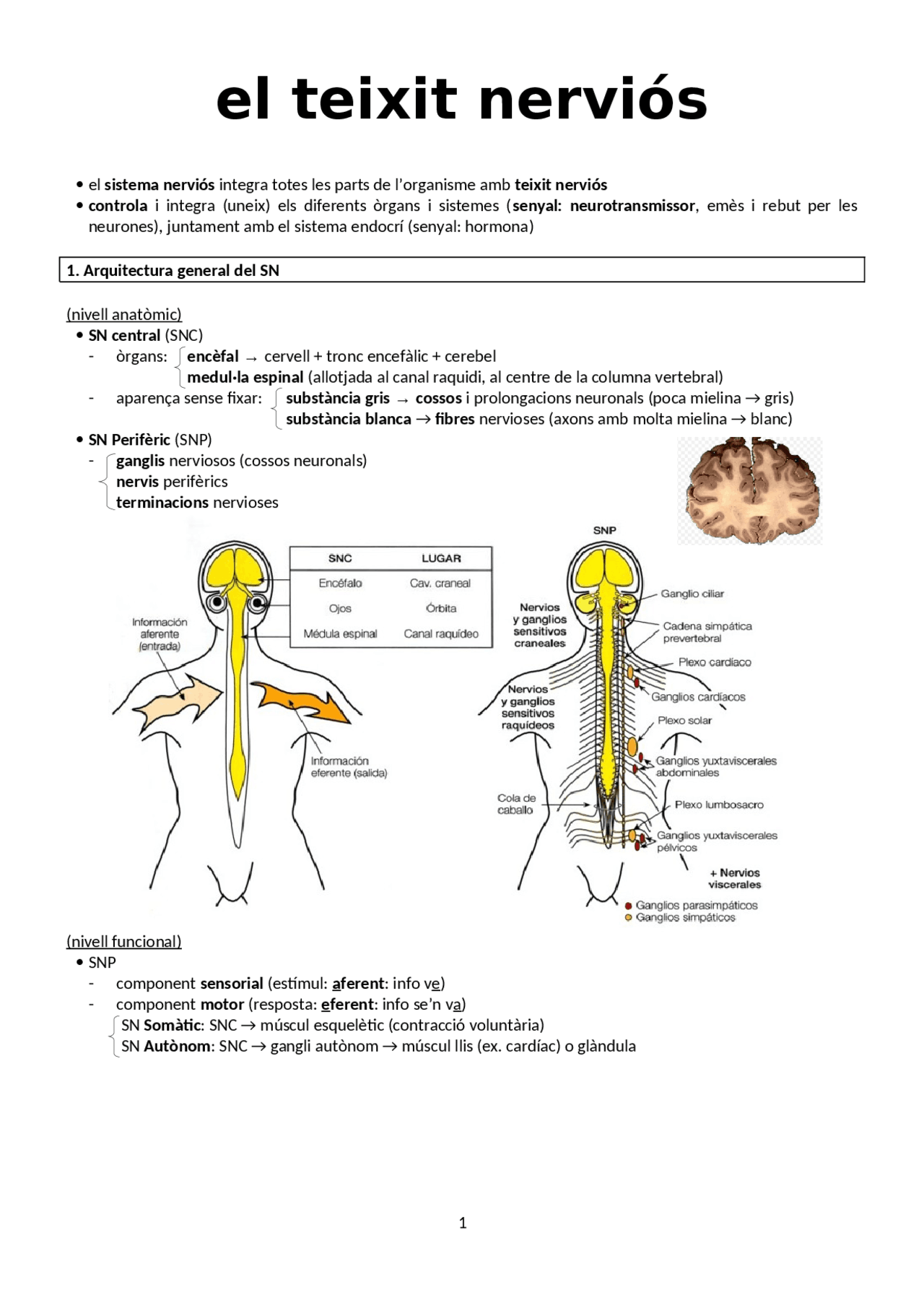 Ampliació d'histologia - nerviós - Apuntes de Histología - Docsity