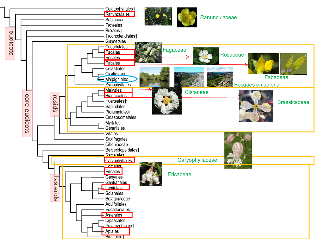 Subclase Rosidae (= Eudicotiledóneas): O. EricalesFAMILIA - Apuntes de ...