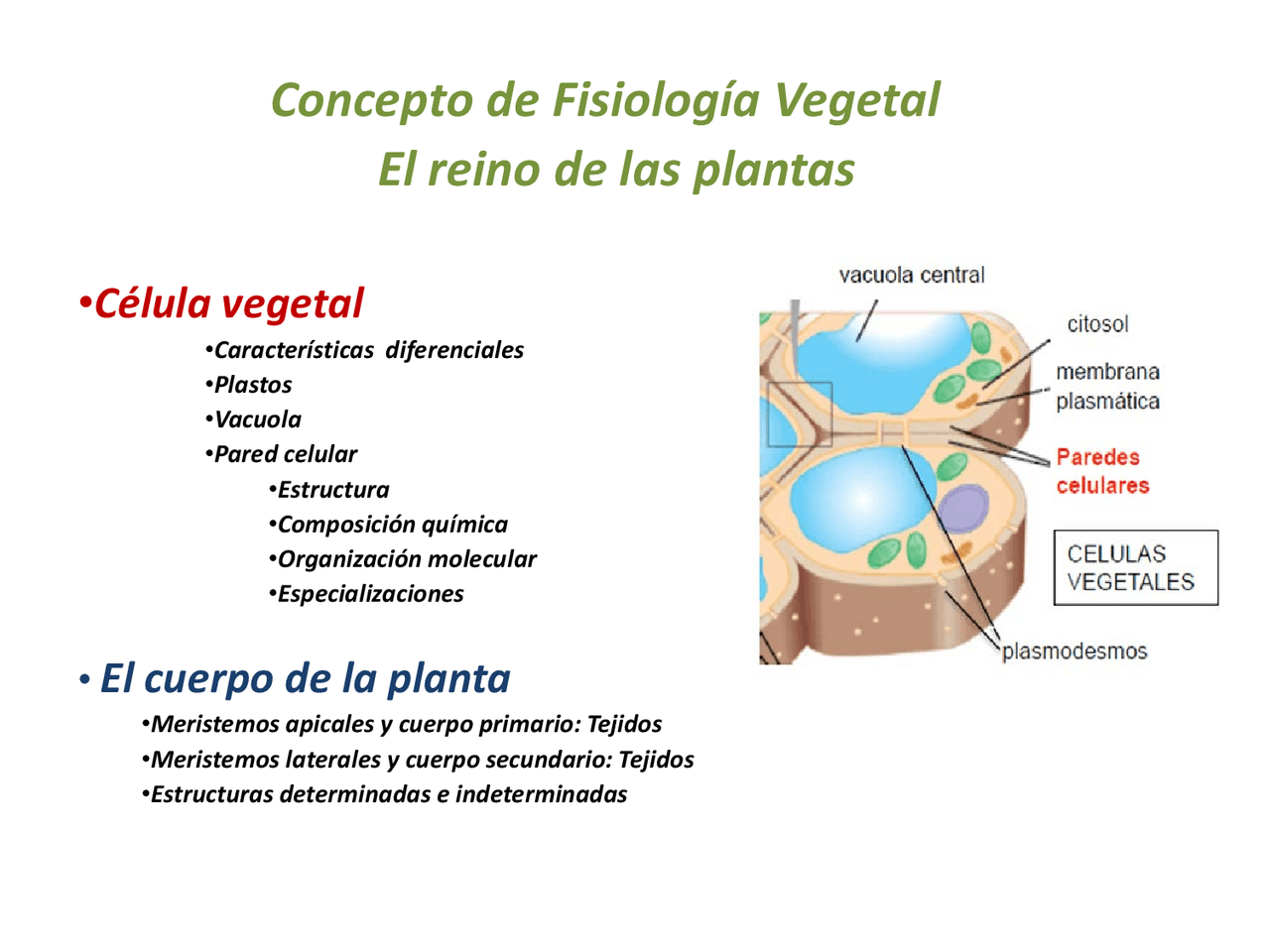 Fisiología Vegetal Tema 1 - Apuntes de Fisiología de las Plantas - Docsity