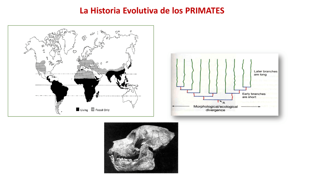 PALEOCENO/ EOCENO - PLESIADAPIFORMES PURGATORIUS PAPARAMO - Apuntes de ...