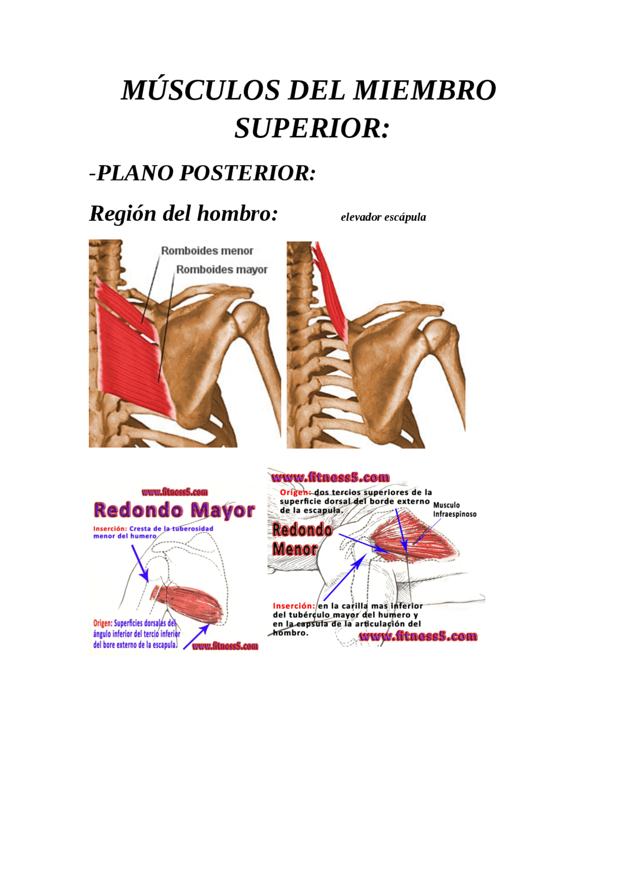 Musculos del miembro superior - Apuntes de Anatomía - Docsity