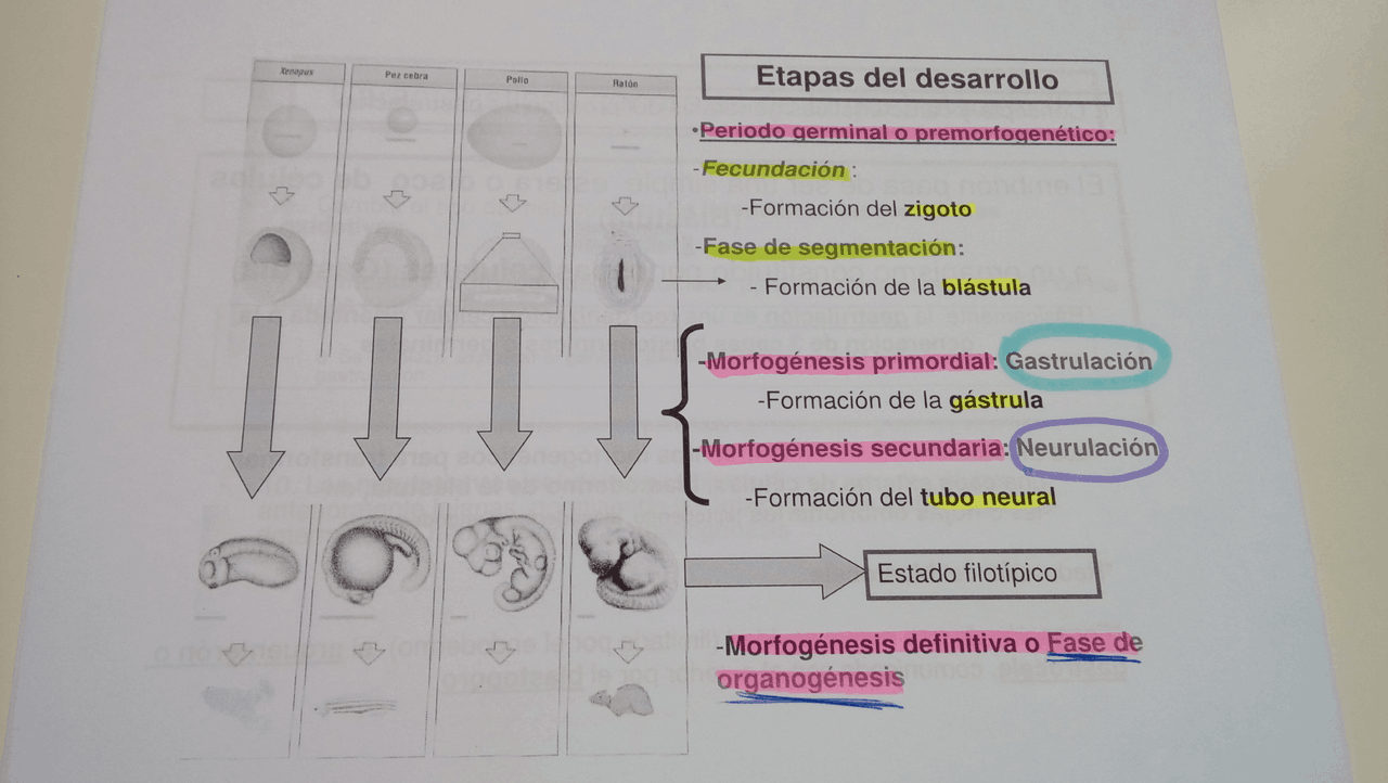 Esquema etapas desarrollo embrionario - Esquemas y mapas conceptuales ...