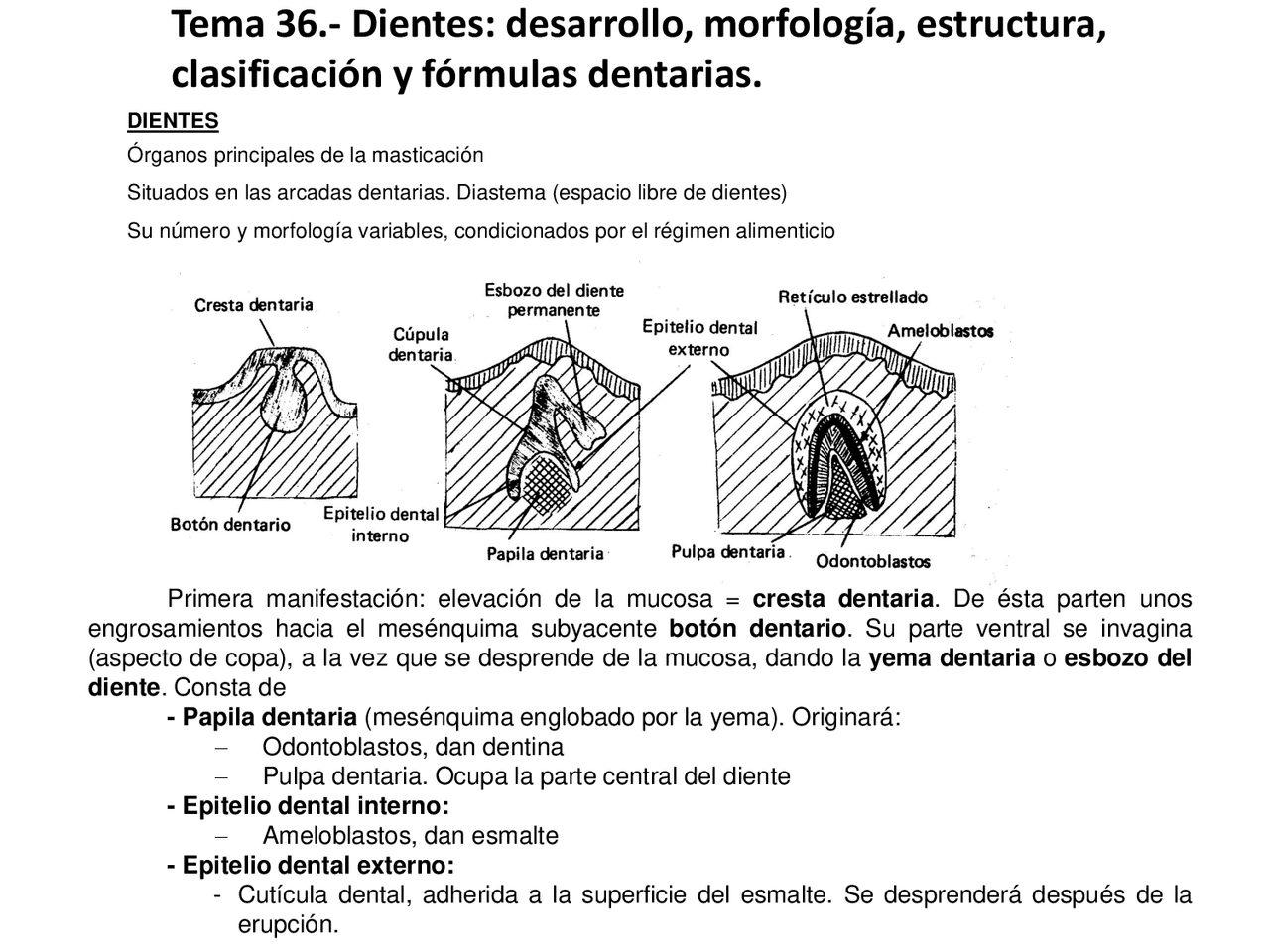 Dientes: desarrollo, morfología, estructura, clasificació - Apuntes de ...