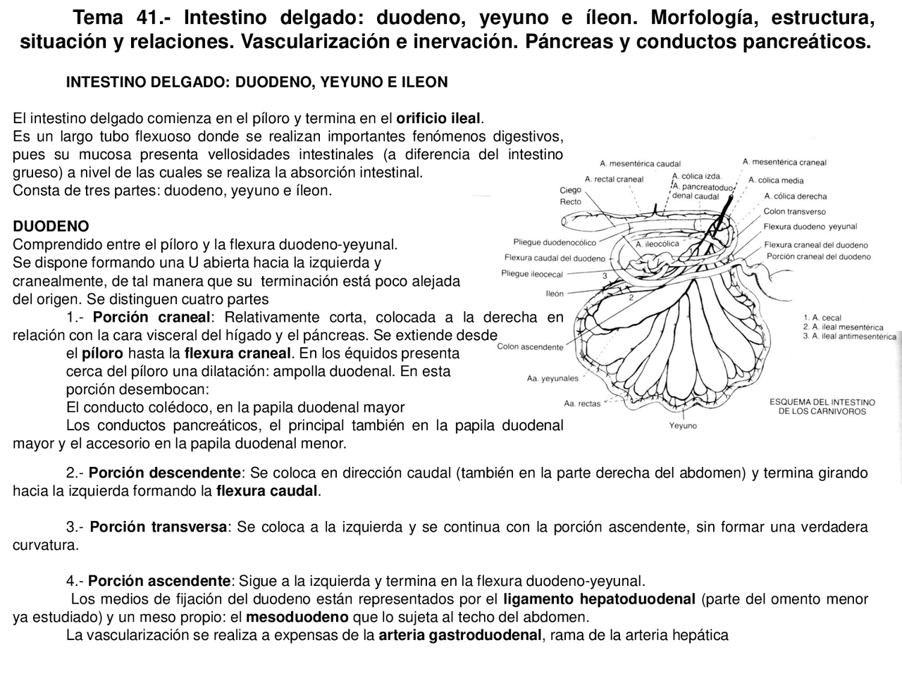 Tema 41.- Intestino delgado: duodeno, yeyuno e íleon. Morfología, e ...
