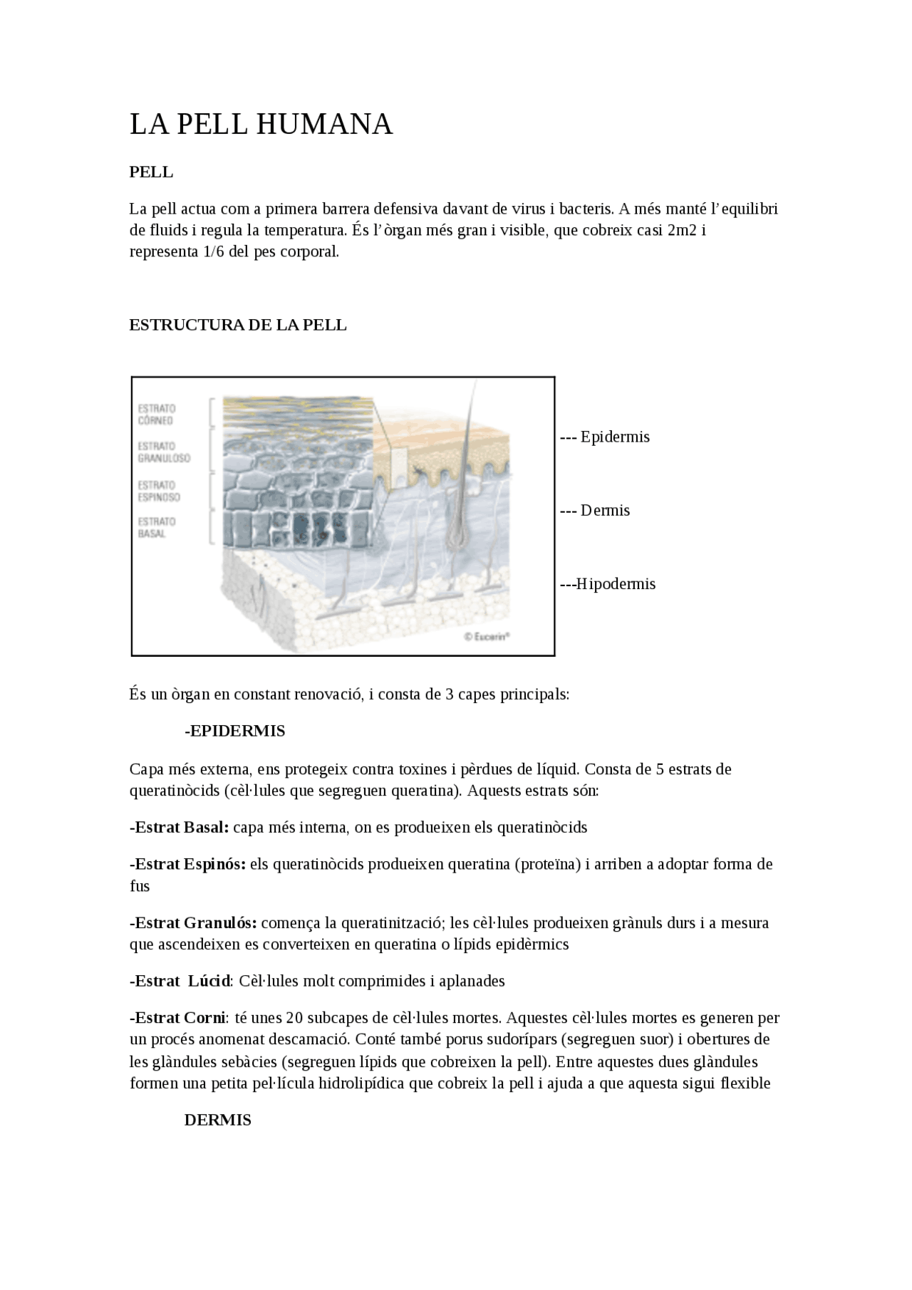 La piel - Apuntes de Biología - Docsity