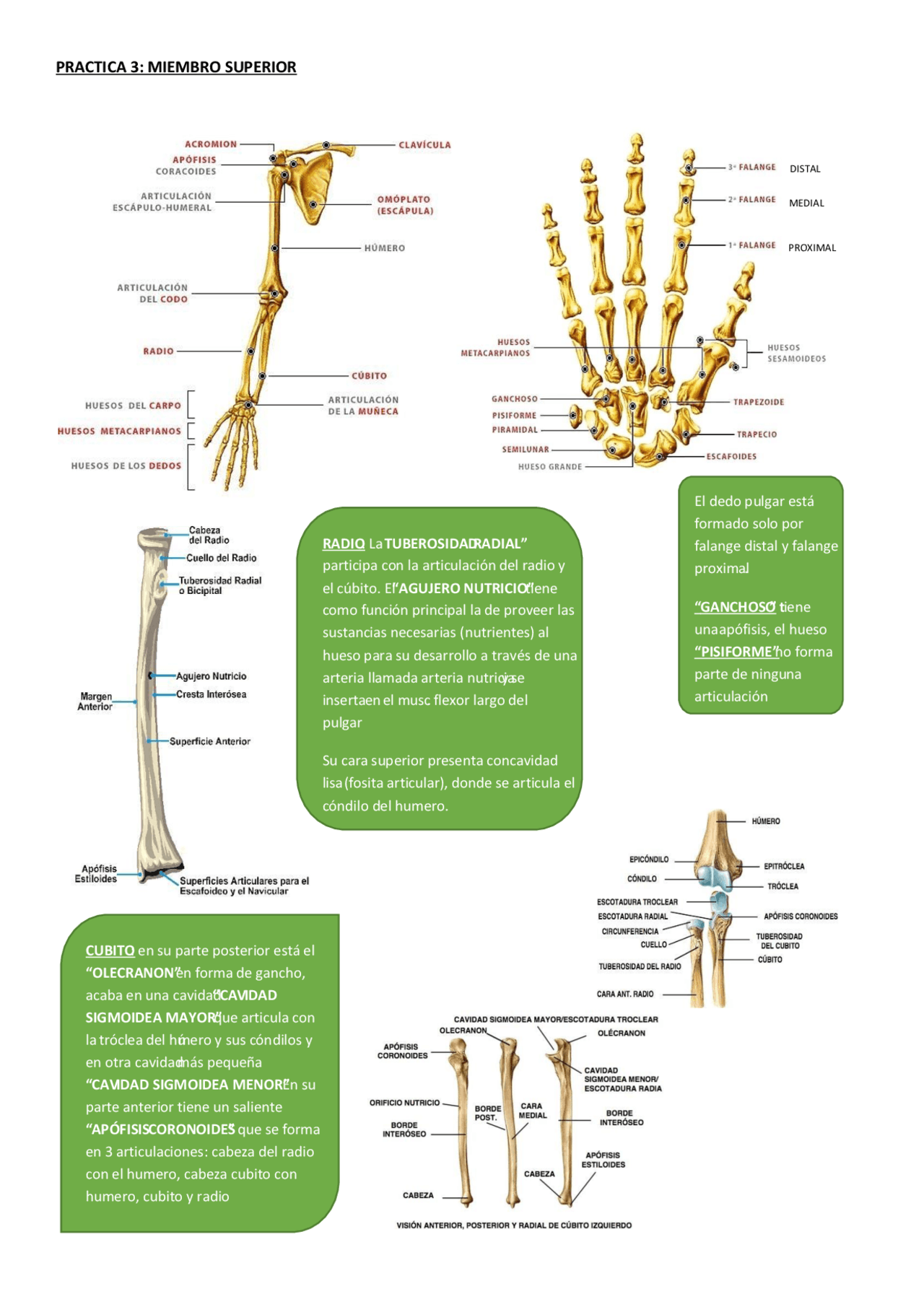 Miembro superior - Apuntes de Anatomía - Docsity