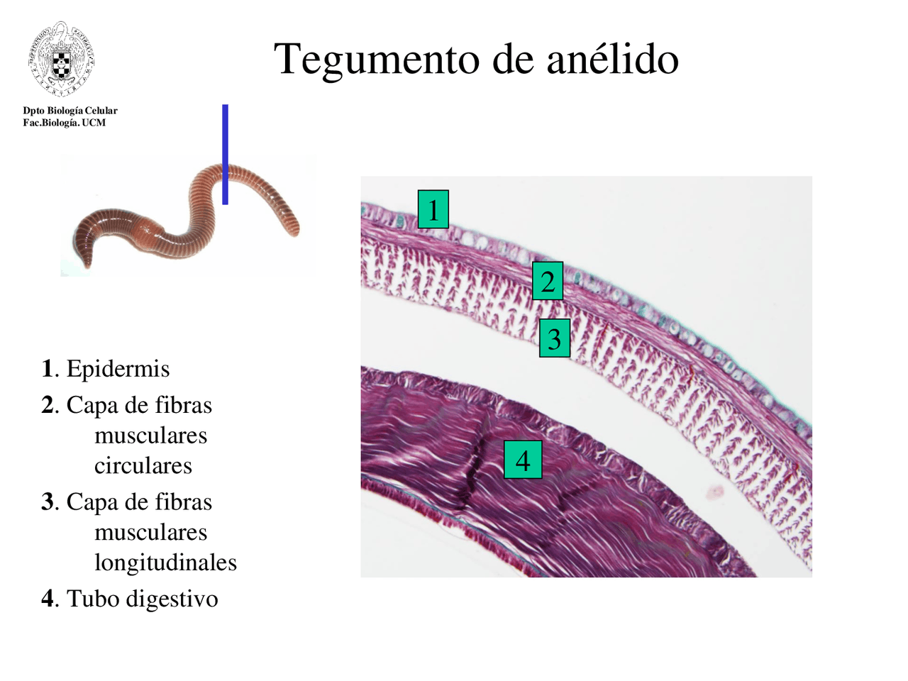 CICLÓSTOMOS -MIXIN -LAMPREA - Apuntes de Biología - Docsity