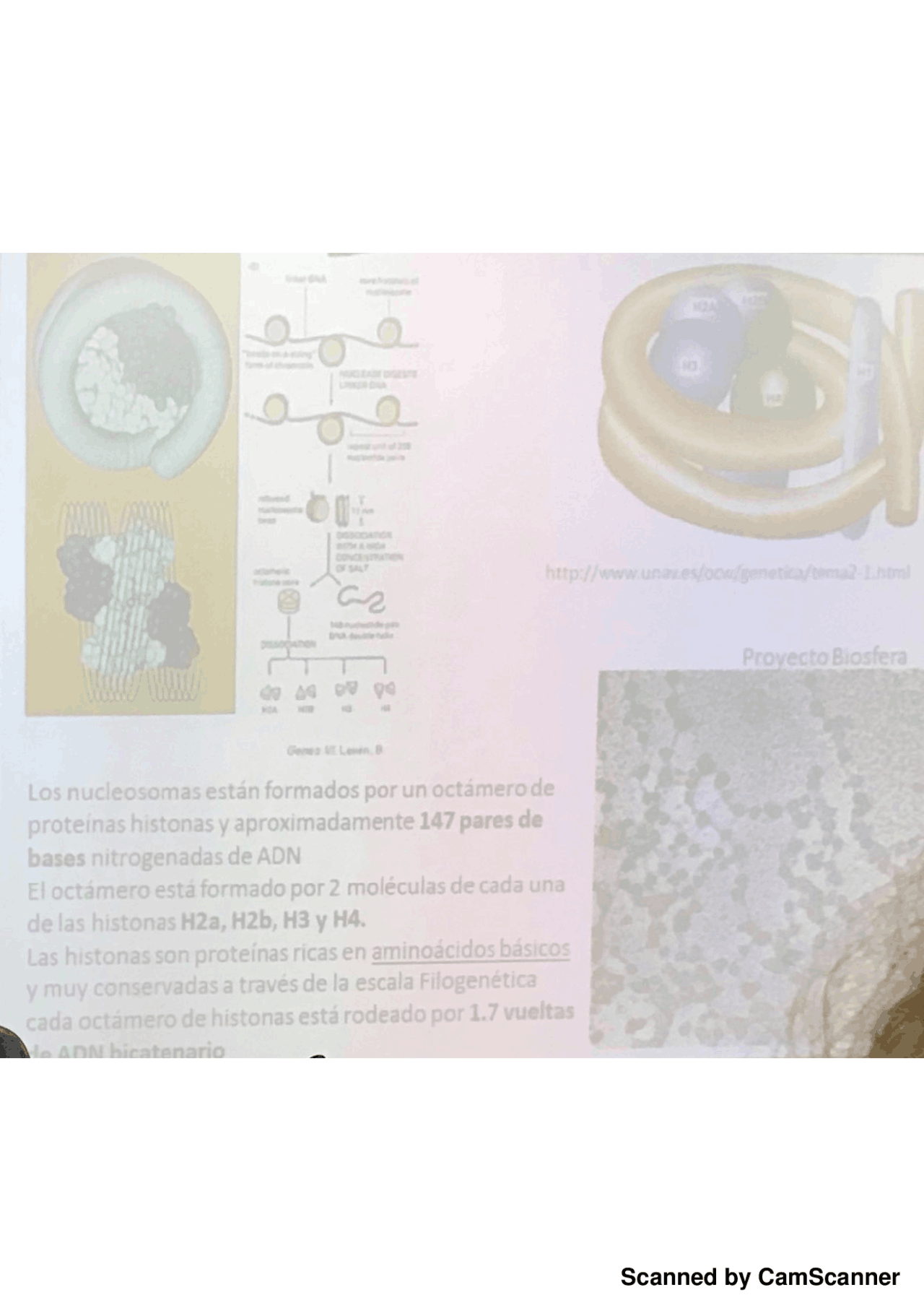 El ADN codificante - Apuntes de Química - Docsity