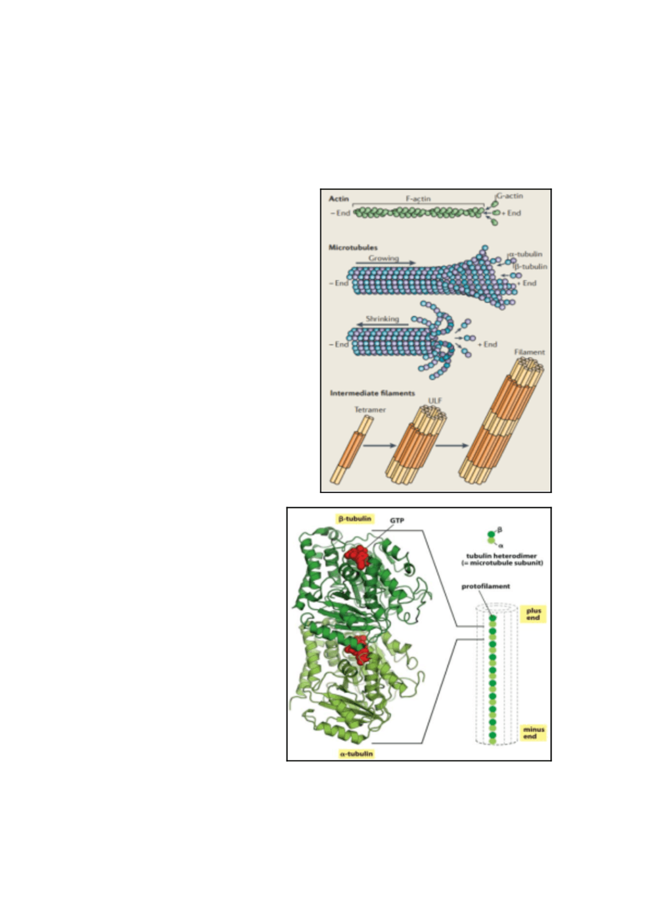 KIF5A en neuronas KIF5B en todos los tejidos KIF5C KINESINA - Apuntes ...
