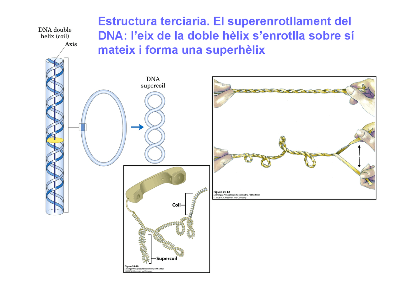 Estructura terciaria. El superenrotllament del DNA: l'eix de la doble ...