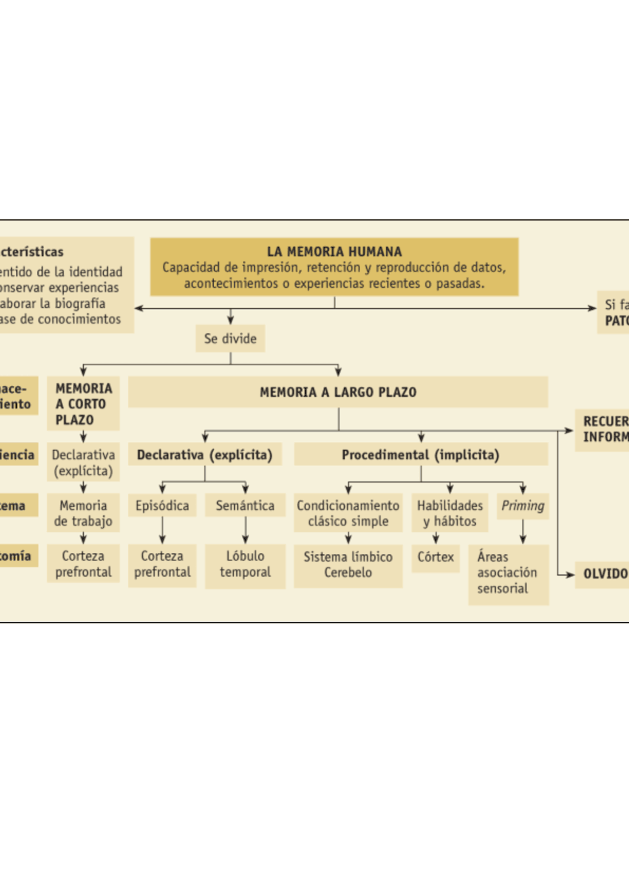 La memòria humana. Esquema - Esercizi di Psicologia Generale | Docsity