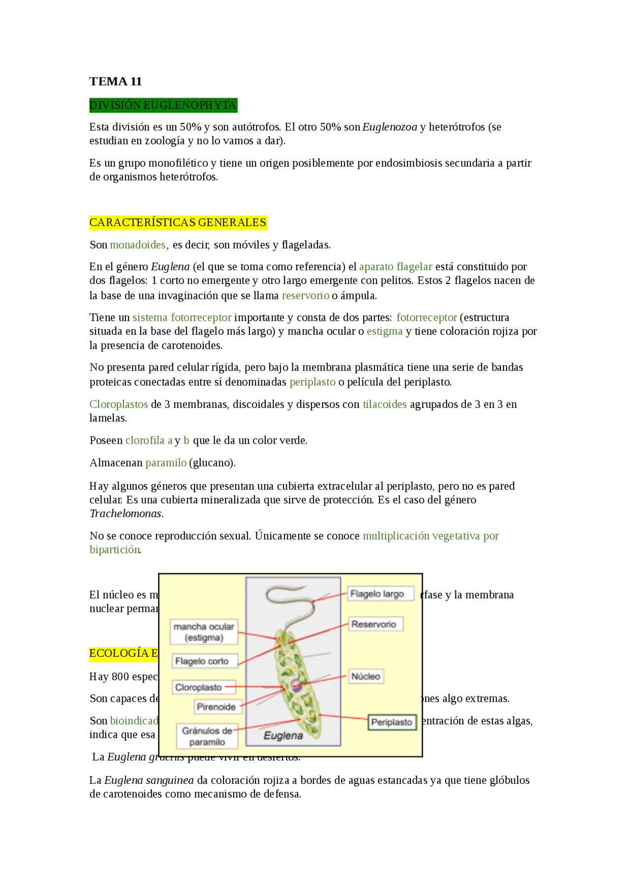 División euglenophyta - Apuntes de Botánica y Agronomía - Docsity