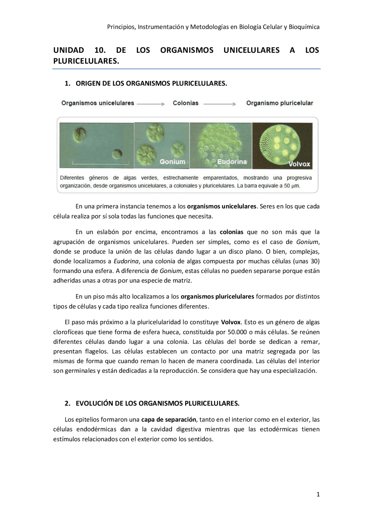DE LOS ORGANISMOS UNICELULARES A LOS PLURICELULARES - Ejercicios de ...