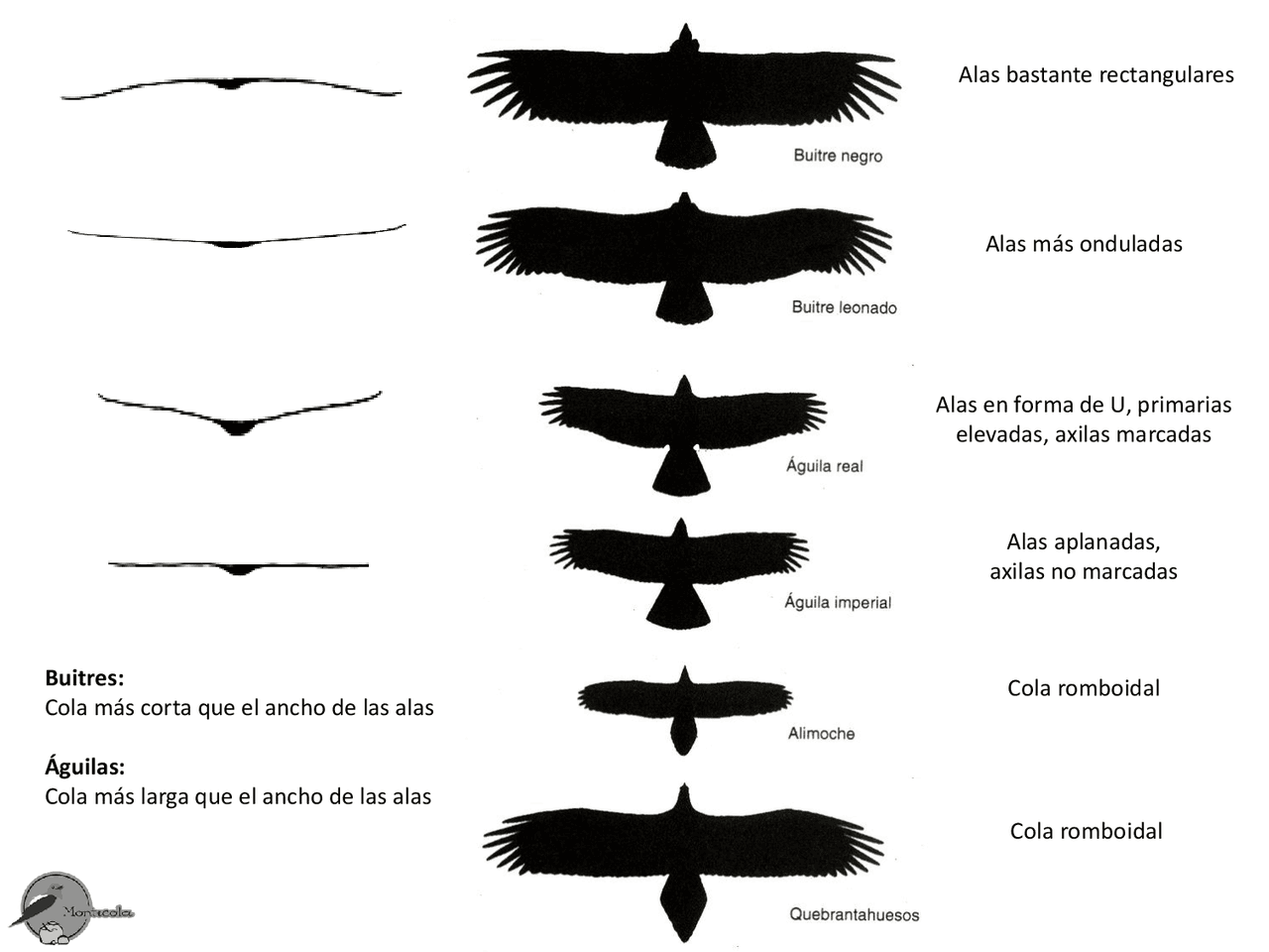 Alas bastante rectangulares Alas más onduladas Alas en forma de U ...