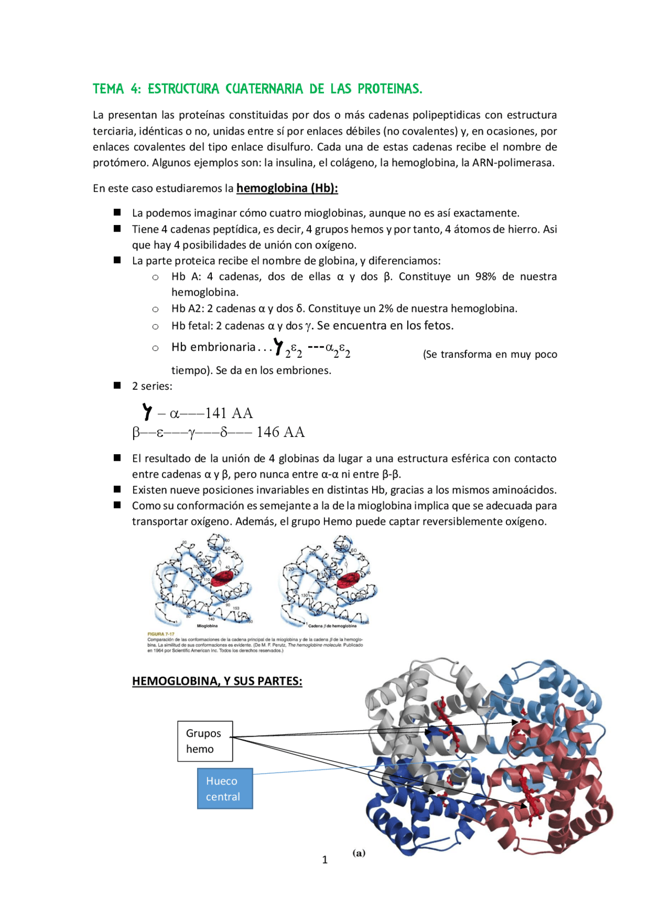 Estructura cuaternaria de las proteínas - Ejercicios de Bioquímica ...