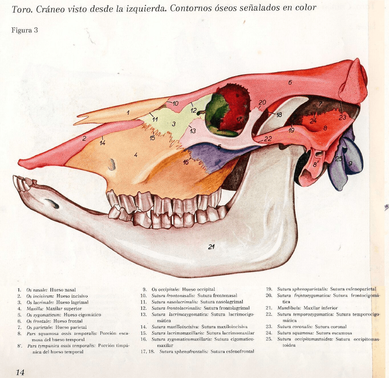 Craneo de toro - Ejercicios de Anatomía | Docsity