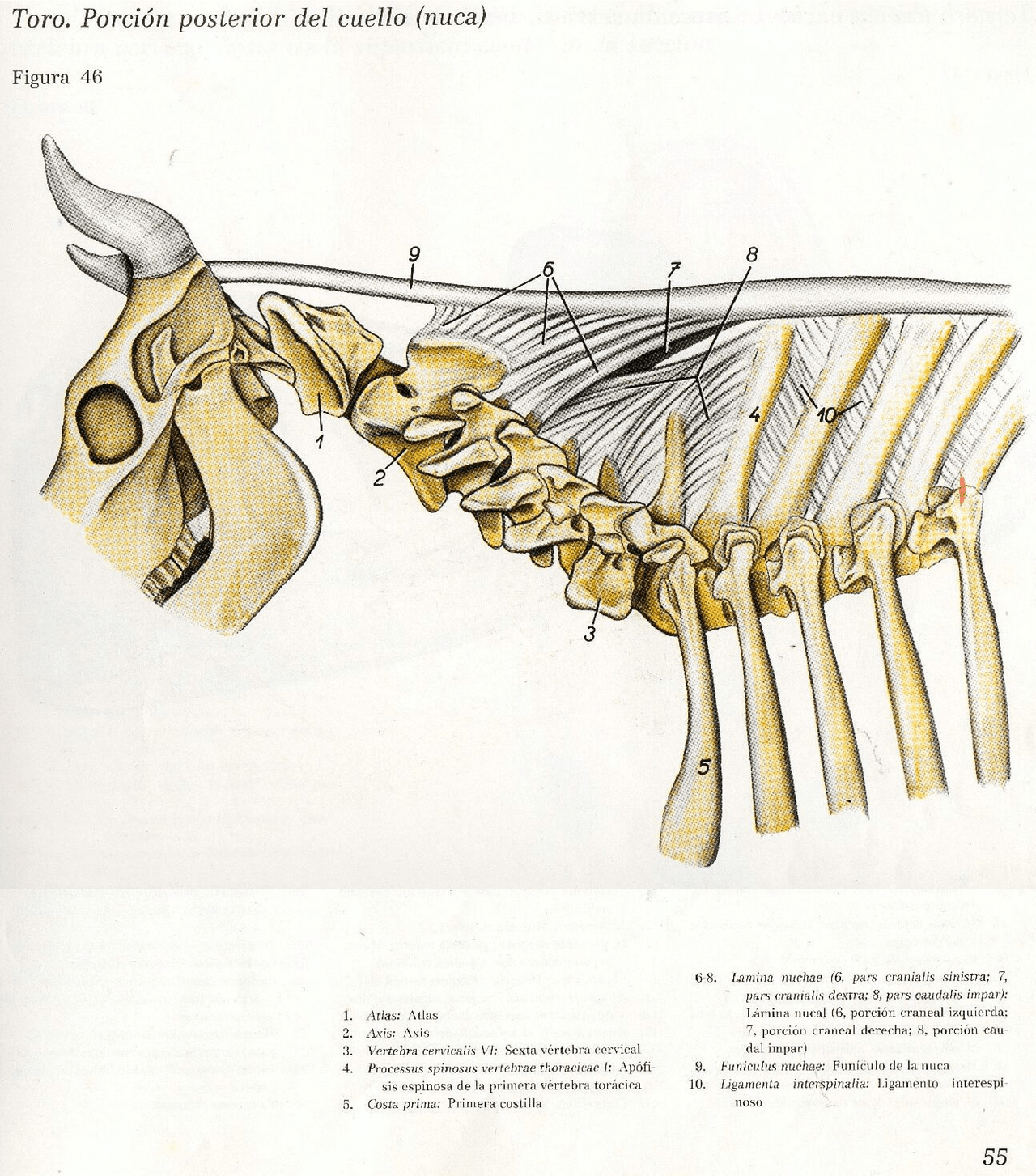 VACA CUELLO - Ejercicios de Anatomía - Docsity