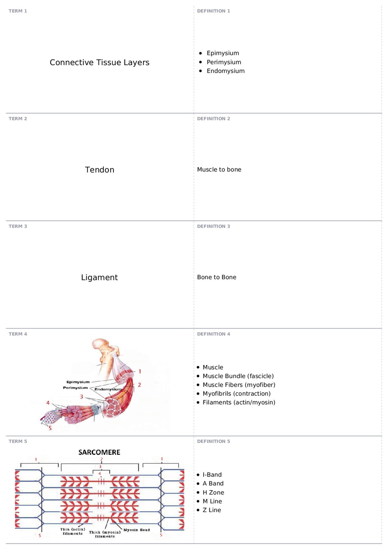 Muscle Structure and Contraction | ANS 201 - Animal Products - Docsity