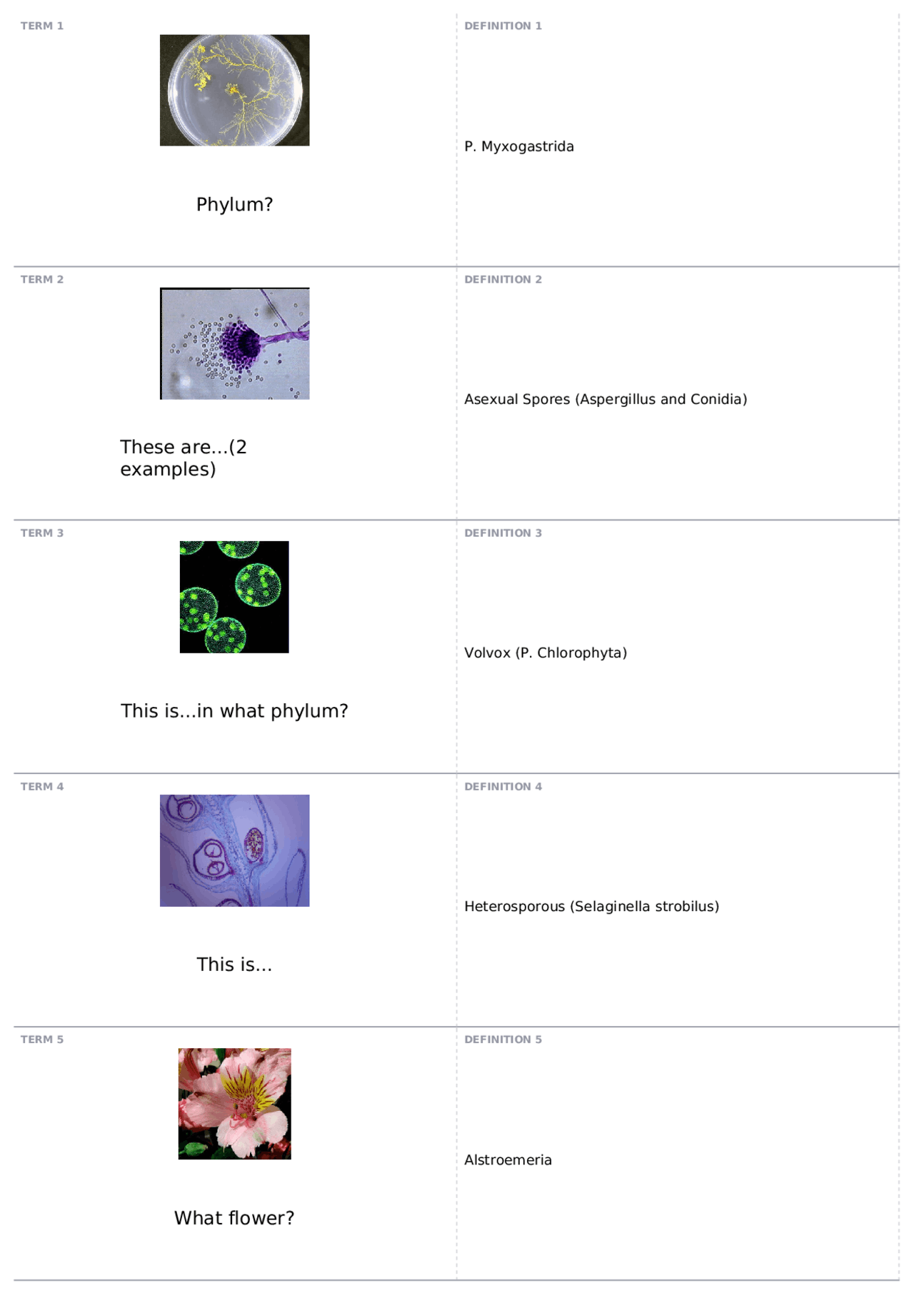 Lab Practical Slides | BIOL 1031 - ORGANISMAL BIOLOGY LABORATORY - Docsity