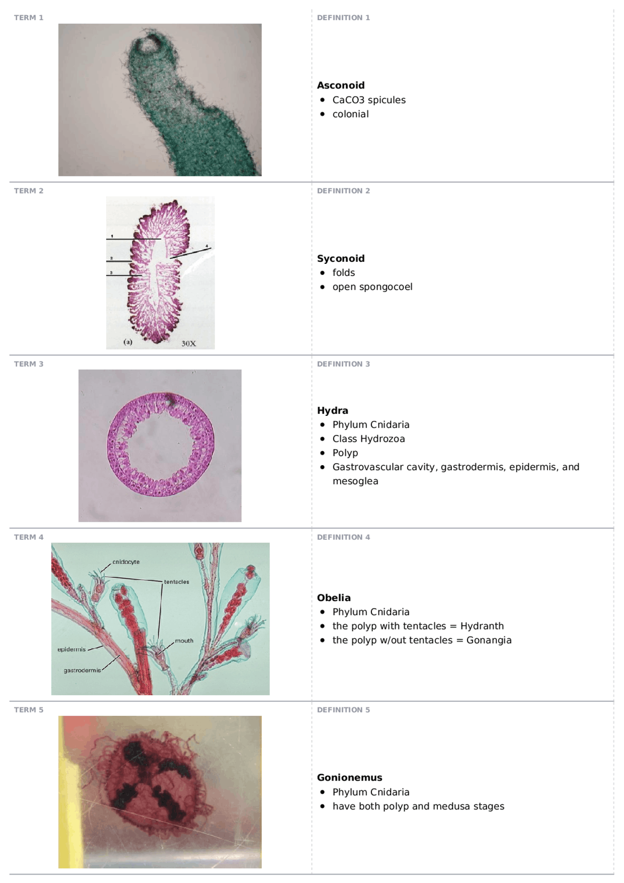 Lab Practical #2 | BIO 1500 - Basic Life Diversty | Quizzes Biology ...