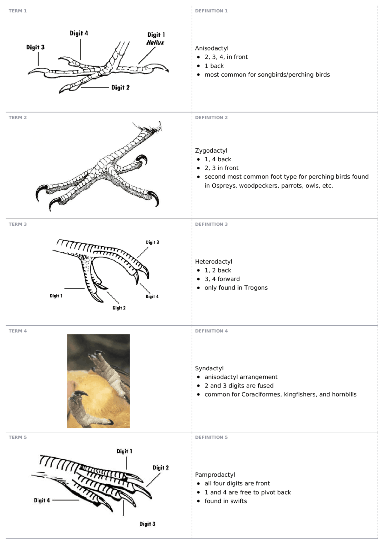 Foot Topography | BIOL 4404 - Ornithology - Docsity